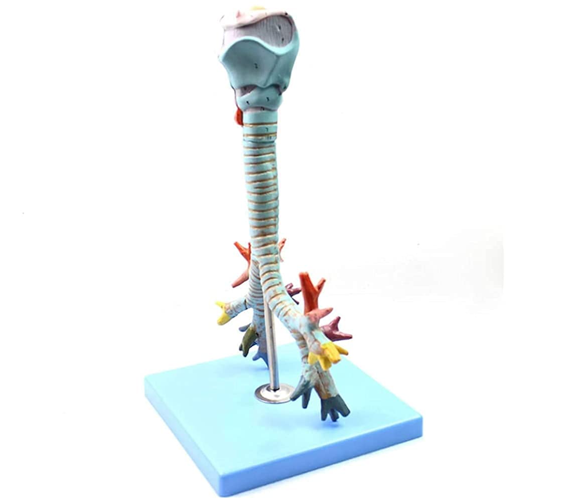 Trachea Anatomy Model