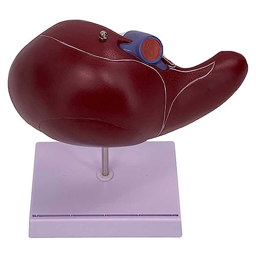 Teaching Model,Human Liver Gallbladder Anatomy Model with Base - Want ...