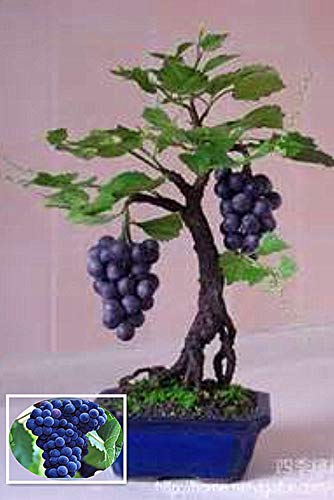 Trothic Gardens Dwarf Rare Exotic Fruit Plant - Grape Vitis Vinifera ...