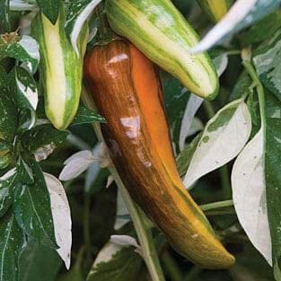 Ritz Farming® Imported Chilli seeds | long mirchi vegetable seeds For ...