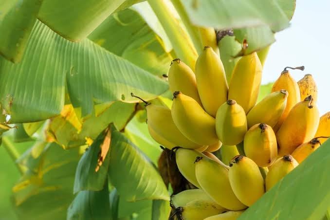 Sweet Banana Kela Fal Ka Podha Green - Tree Outdoor With Pot" Live ...