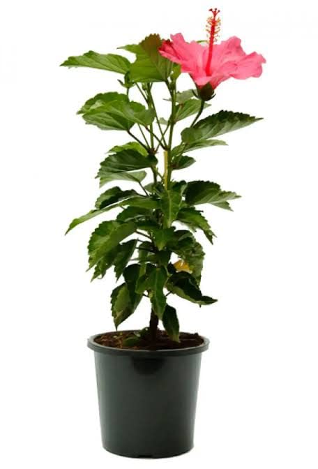 MsEnterprises Gudhal Live Plant, गुडहल, Hibiscus Flower, Hibiscus rosa ...