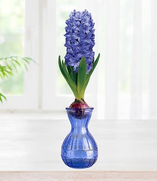 Delft Blue Hyacinth Vase & Bulb Gift Set Fragrant Flowering Hyacinth ...
