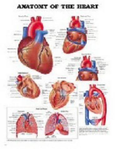 Anatomy of the Heart (Teach & Learn): Anatomical Chart Company ...