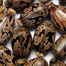 Buy Mahadev Herbs of India® 800 GM Arandi ke Beej - Arandi - Castor ...