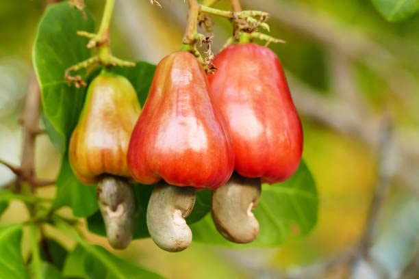 CASHEW/KAJU FRUIT LIVE PLANT S : Amazon.in: Garden & Outdoors
