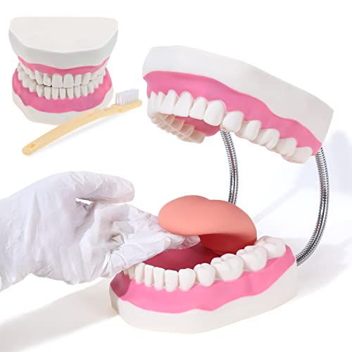 Snapklik.com : TOD Science Dental Teeth Model, Sixfold Size Teeth Model ...