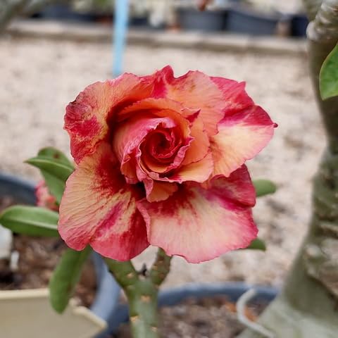 Live Yellow and Red Adenium Flower Plant Pack of 1 For Home & Office ...