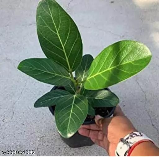 Banyan Tree Bargad Live Plant with Plastic Pot (Pack of 1) : Amazon.in ...