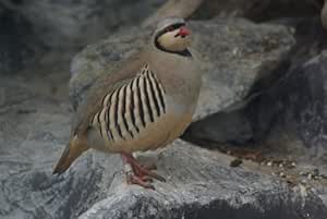 Amazon.com : Chukar Taxidermy Photo Reference CD : Hunting Trophy ...