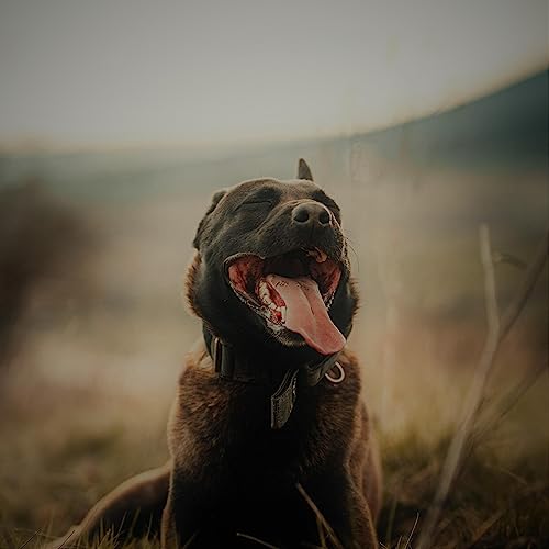 Écouter Prophet Or Not par Eli Ray sur Amazon Music Unlimited