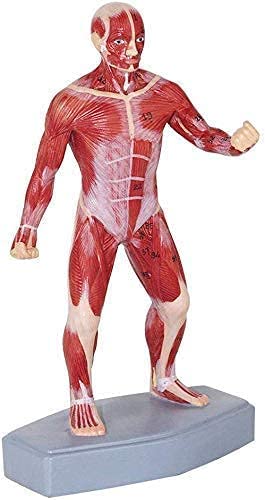 Anatomy Model Anatomy Model Muscles Human Muscle Model Mini Muscular ...