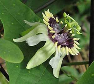 Passiflora colinvauxii | 10_Seeds A Degli Stati Uniti : Amazon.co.uk ...