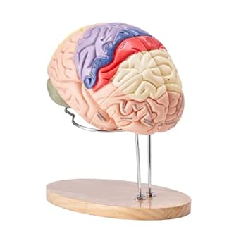 VEVOR Human Brain Anatomy Model, 2X Life-Size 4-Part Anatomical With ...