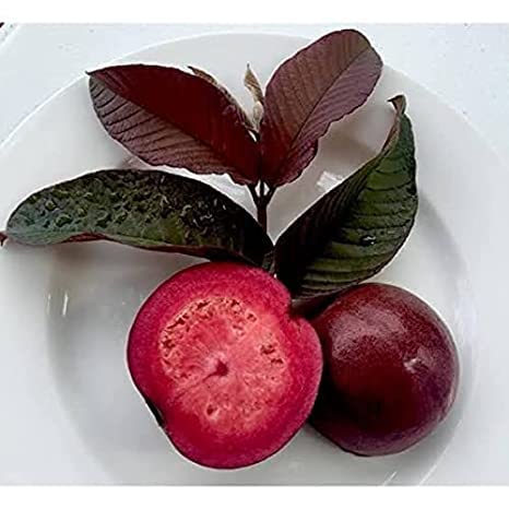 Red Guava Amrud Rare red Amrud Plant Fruit Tree Guava Rare Apple Guava ...