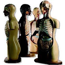 Amazon.com: Model, Torso, Teaching, Deluxe, Black Skin, 97 cm tall ...