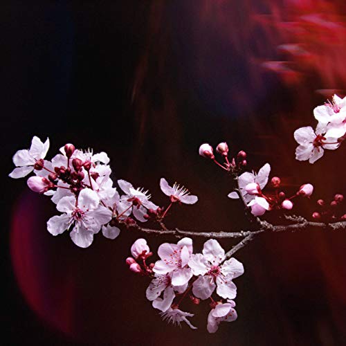 Spring Goes By de Nicki Gee feat. Saii en Amazon Music Unlimited