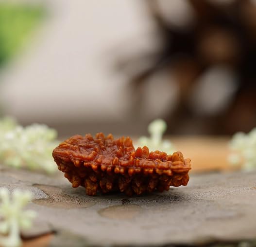 BRAINCORD One Mukhi Ak Mukhi Rudraksha Original Certified Eka Mukhi ...