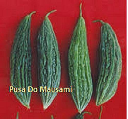 Pusa Do Mausami Bitter Gourd (Karela) seed- 250 : Amazon.in: Garden ...