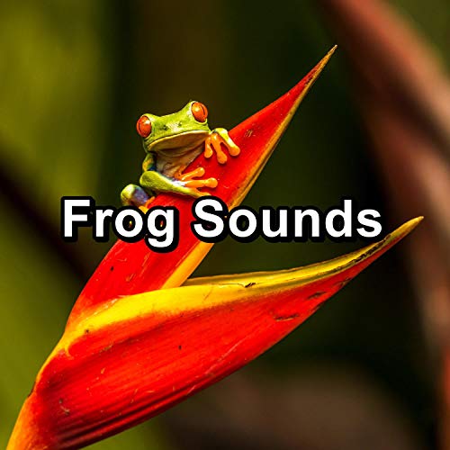 Amazon Music - Nature Sounds Artists & Frog Sounds & Musica Relajanteの ...