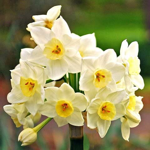 Nargis Mix Flower Bulbs For All Season - Pack of 10 Bulbs By ANKAM ...
