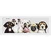 Amazon.com - Poster Palooza 5x15 Frame White Solid Pine Wood Picture ...