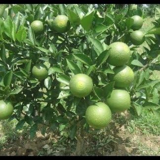THE GREEN VIEW GARDENS Nimbu China 3 Lemon Variety Fruit (Air Layering ...