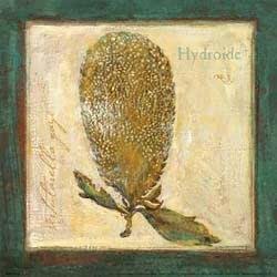 Amazon.com: Hydroide - Poster by Jillian David Design (13 x 13): Prints ...