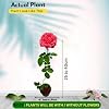 VGR Gardens® Nattu Rose Plant | Nadan | Nattu Roja Chedi | Desi Rose ...