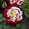 Amazon.com : 100+ PCS Rare Twin Red White Rose Seeds - Heirloom Non-GMO ...