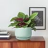 Amazon.com: G EPGardening Ceramic Plant Pots - 6 Inch Pot for Plants ...