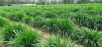 Grass seeds for goat farming,High germination (6000 seeds) : Amazon.in ...