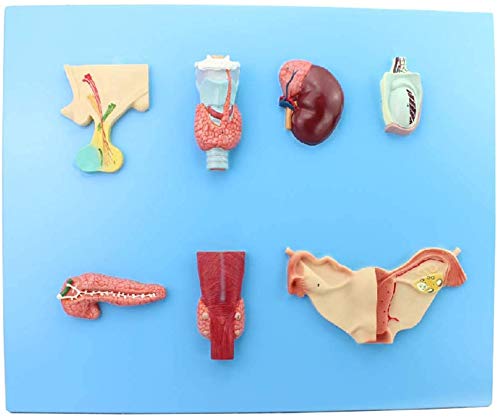 Buy Human Endocrine System Model - Human Organ Anatomical Model ...