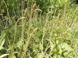 Buy Apamarga Root, 200g, Ayurvedic Herb, Chirchira Latjira Aghada ...