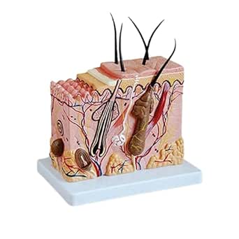 AjantaExports Skin Block Model Enlarged Dermatology teaching tool Human ...