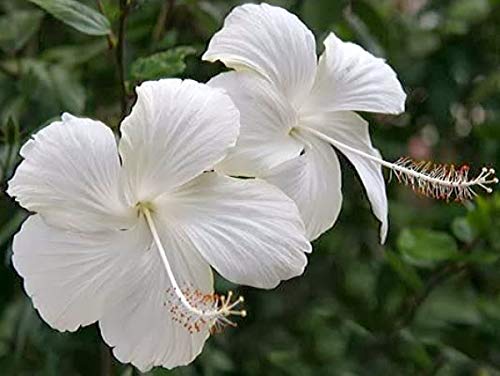 SelpLine White Hibiscus Flower 1 healthy Live Plant (50 palak seeds ...