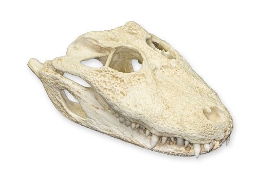 Amazon.com: Broad-snouted Caiman Skull (Teaching Quality Replica ...