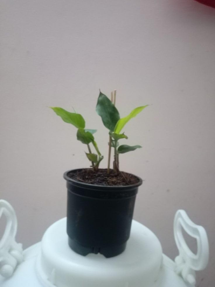 Live Kerala Choti Elaichi Plant – Green Cardamom Grown for Garden Use ...