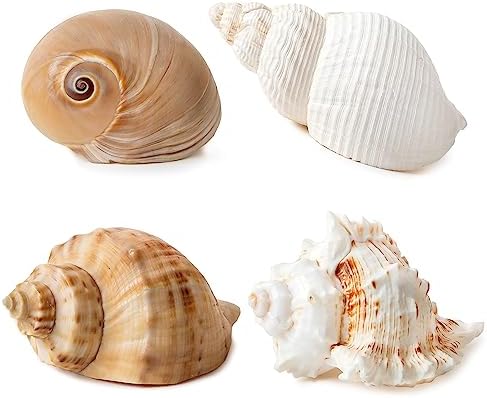 Amazon.com: SEAJIAYI Hermit Crab Shells Turbo Shells 12+pcs Assorted ...