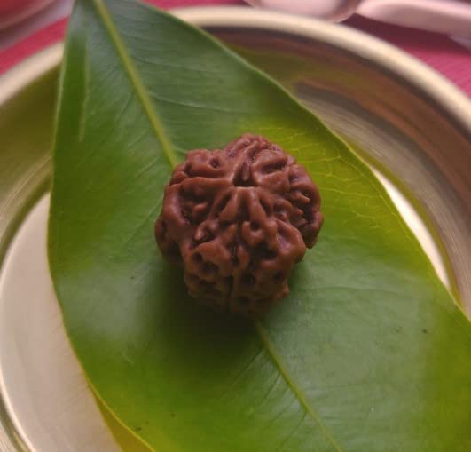 GemsMart नेपाली 3 फेस रुद्राक्ष 3 Face Rudraksha Original Certified A1 ...