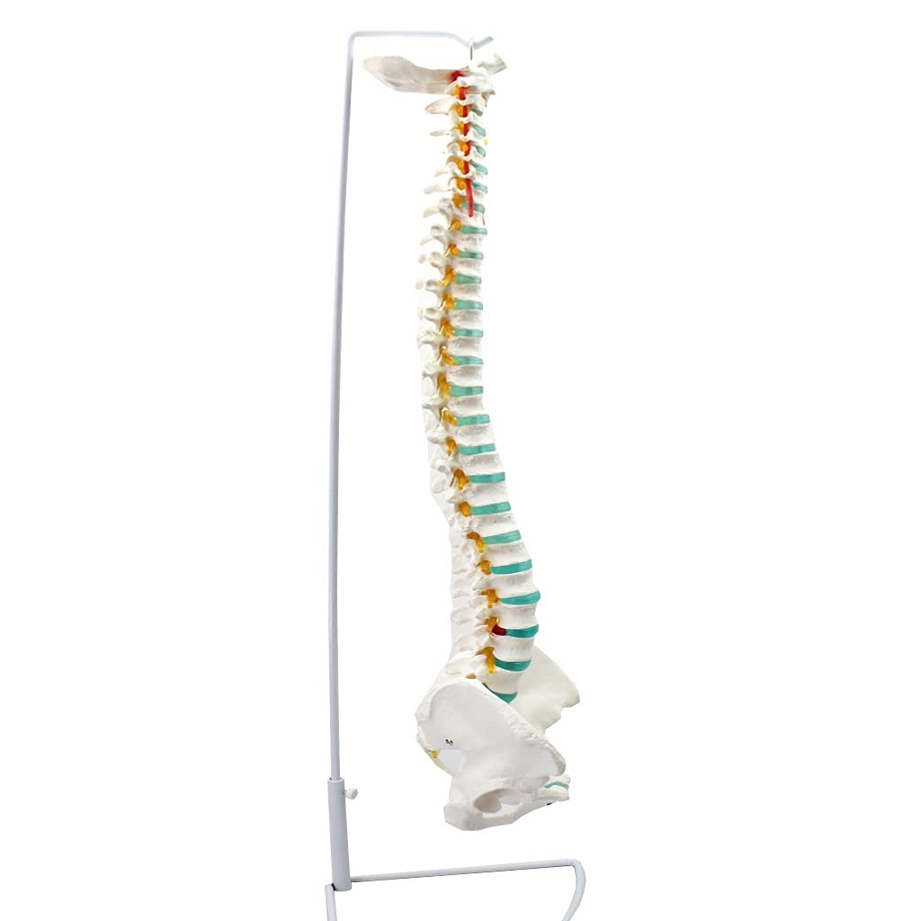 Buy Vertebral Column Model, 30Inch Total Height Skeleton Spine Model ...