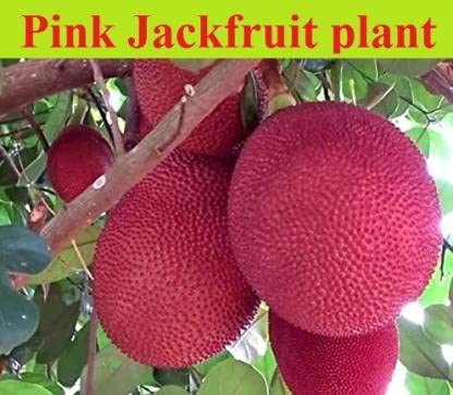 TAJ GARDEN Pink Jackfruit Kathal Tree Plant Hybrid Grafted - Sweet and ...