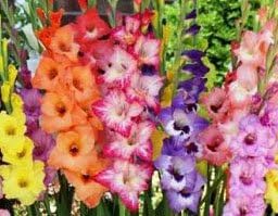 Amazon.com : USA Made and Shipped from, Bulbs, (10) Beautiful Flowering ...