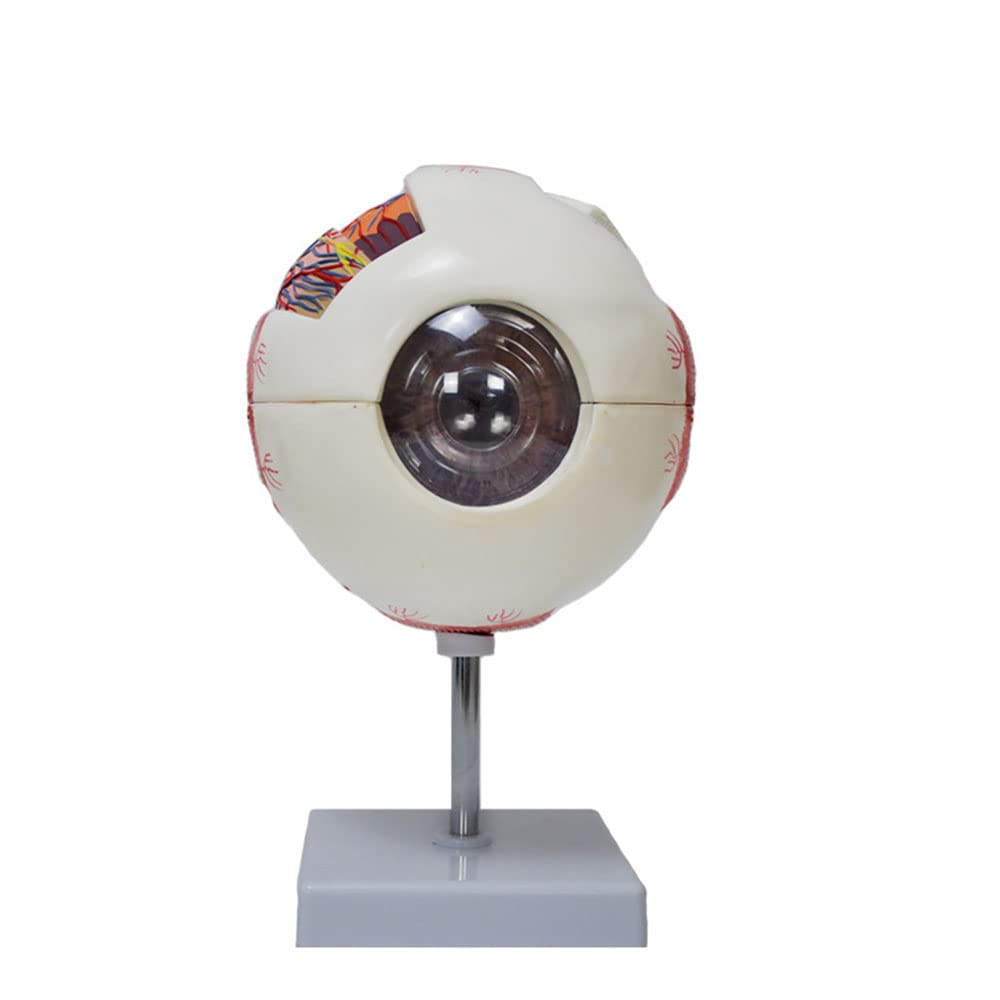 Buy WENRUI Eyeball model 6 times magnification detachable PVC material ...