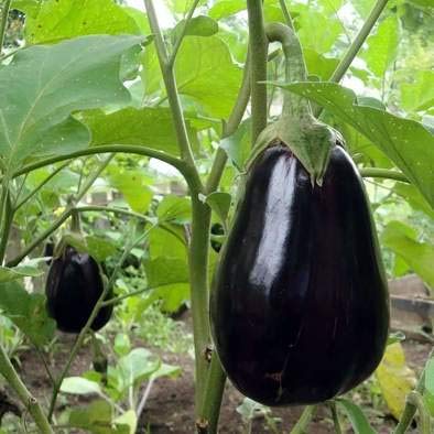 IndianAgro Brinjal Hybrid Vegetable - 50 Seeds - Black Beauty Bigan ...