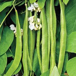 Amazon.com : Runner Bean Moonlight â€"Vegetable & Herb Seeds â€" Bean ...