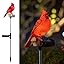 Amazon.com: Cardinal Solar Stake Lights for Outside with Simulated Call ...