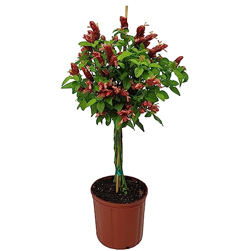 Shrimp plant - How to grow & care