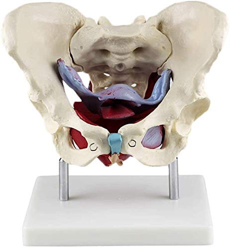 Anatomical Model Female Medical Basin Pelvic Organs Structure Of ...