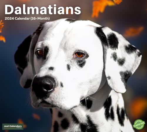 Amazon.com: 2024 Dalmatians Dogs & Puppies - Deluxe Wall Calendar by ...